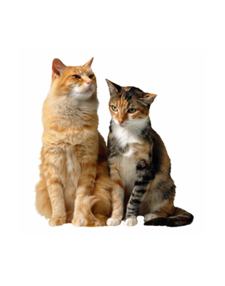 Dave's Pet Foods | PetMac